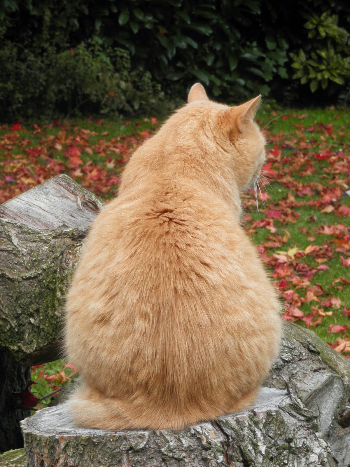 HaakZaken: Tijger, onze grote rode kater